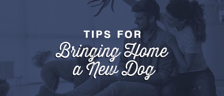 Top Tips for Welcoming a New Dog to Your Home