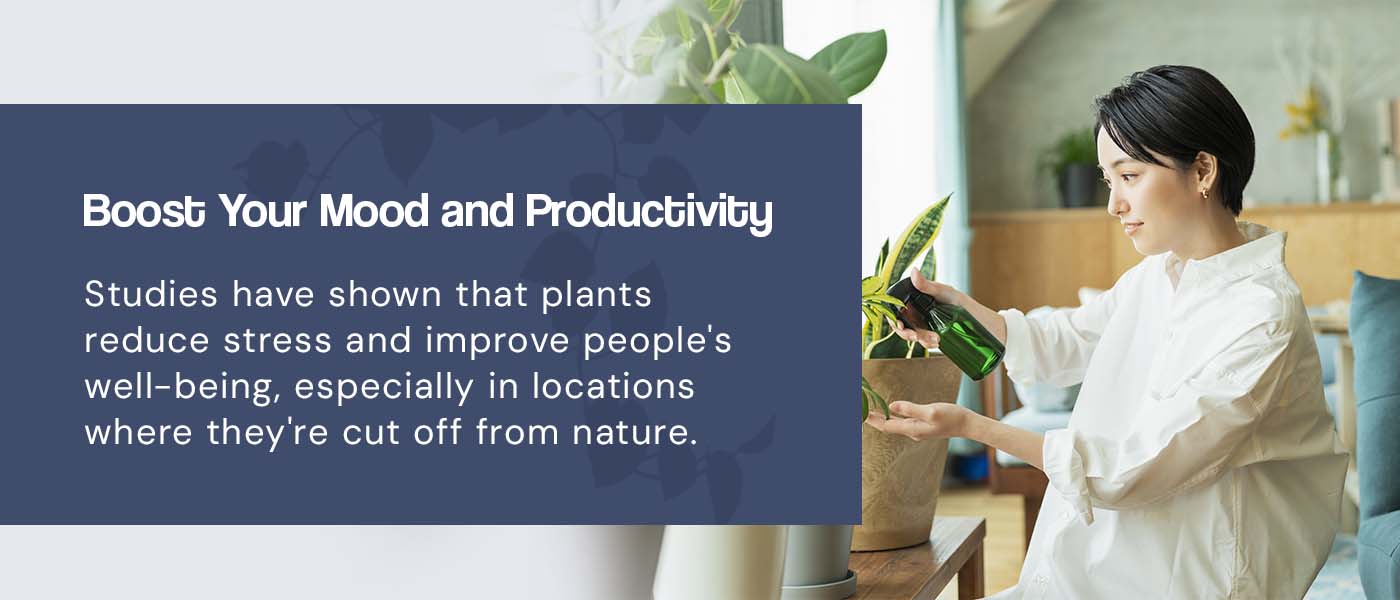 Why You Need Indoor Plants in Your Apartment